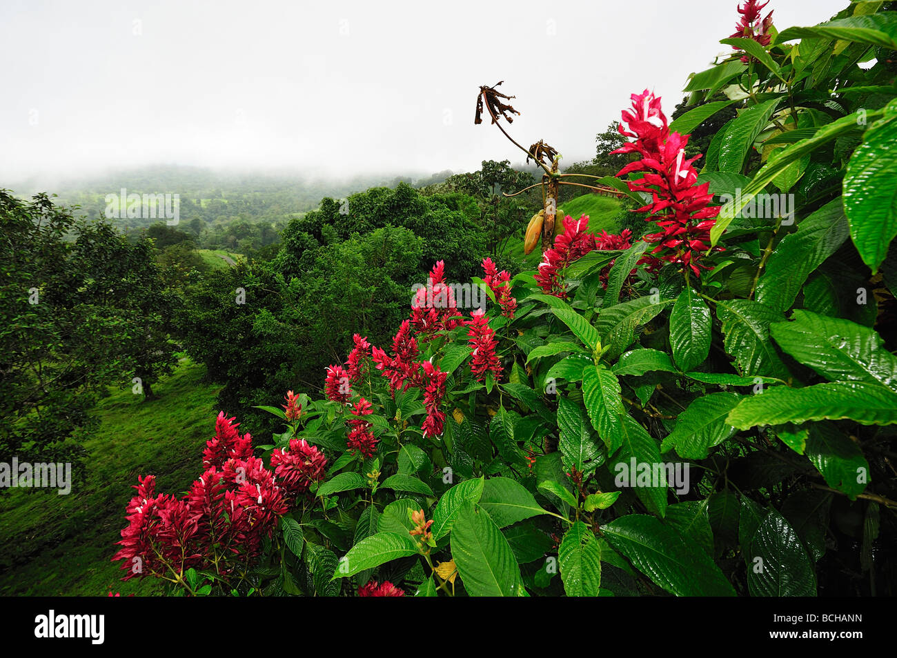 Landscape at Araenal Volcano Area Corcovado Nationalpark Costa Rica ...