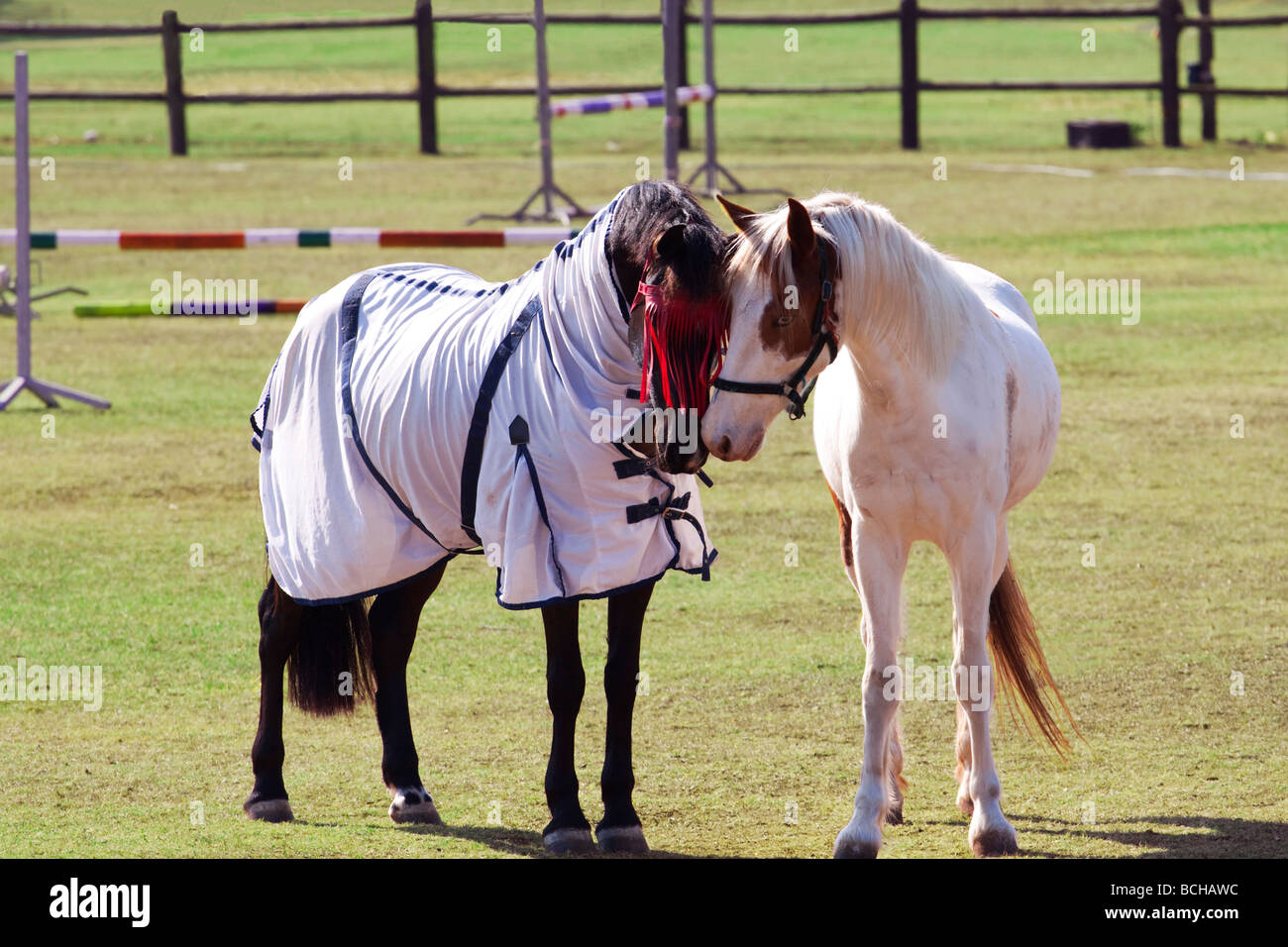 Two horses nuzzling Stock Photo - Alamy