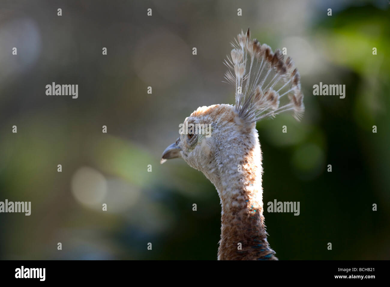 Rear head shot of Indian Blue peahen. Genus Pavo, pheasant family ...
