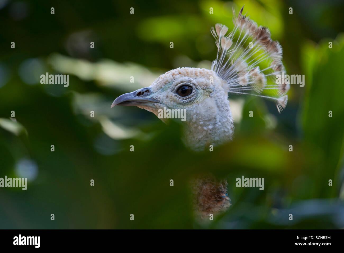Head shot of Indian Blue peahen through foilage. Genus Pavo, pheasant ...