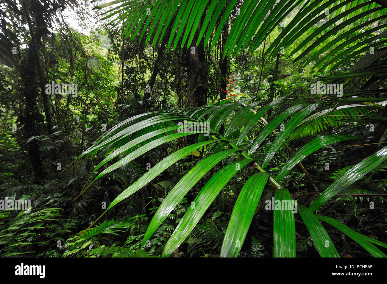 Vegetation in Rainforest Corcovado Nationalpark Costa Rica Stock Photo ...