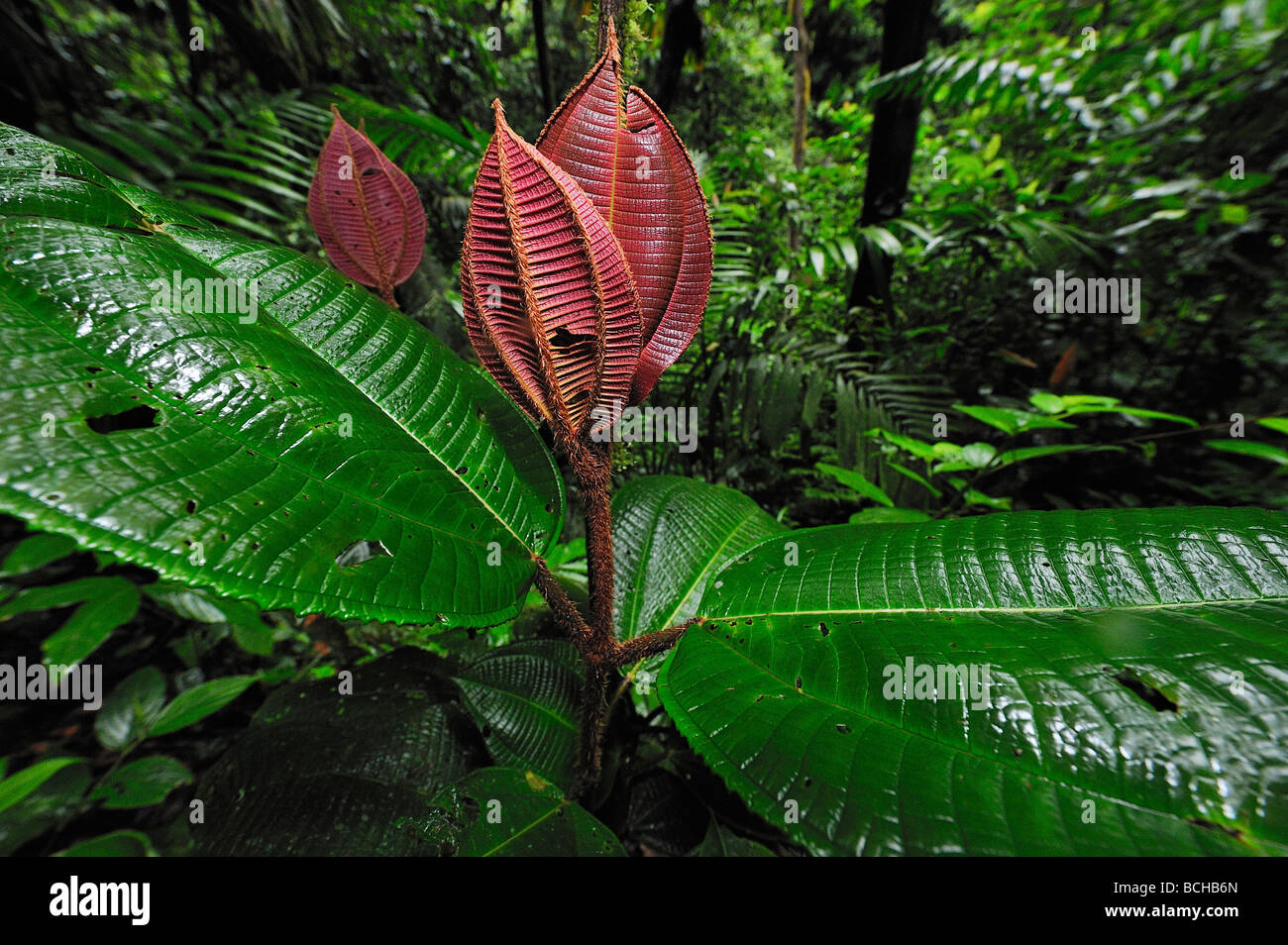 Vegetation in Rainforest Corcovado Nationalpark Costa Rica Stock Photo ...