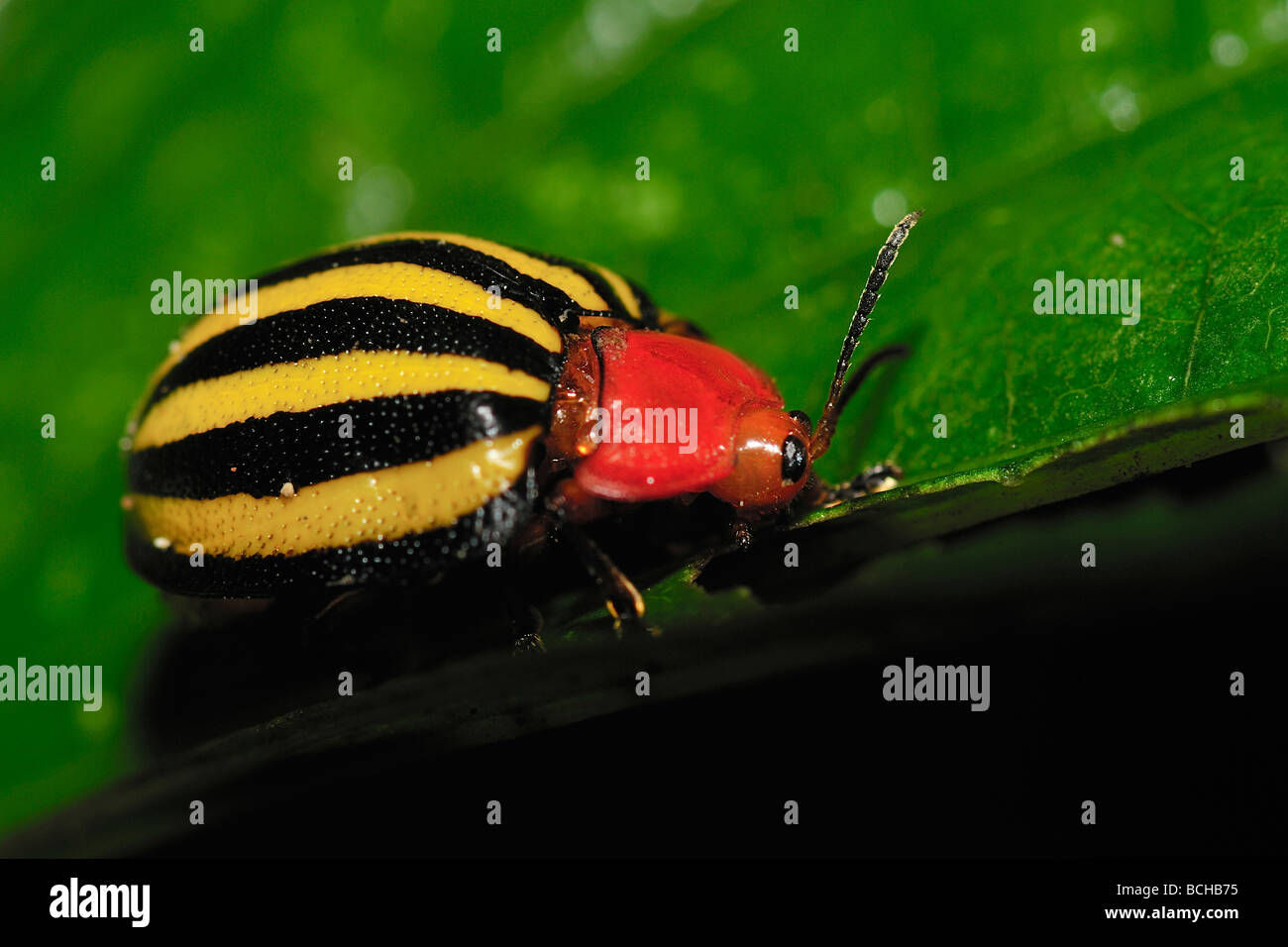 Beetles costa rica hi-res stock photography and images - Alamy