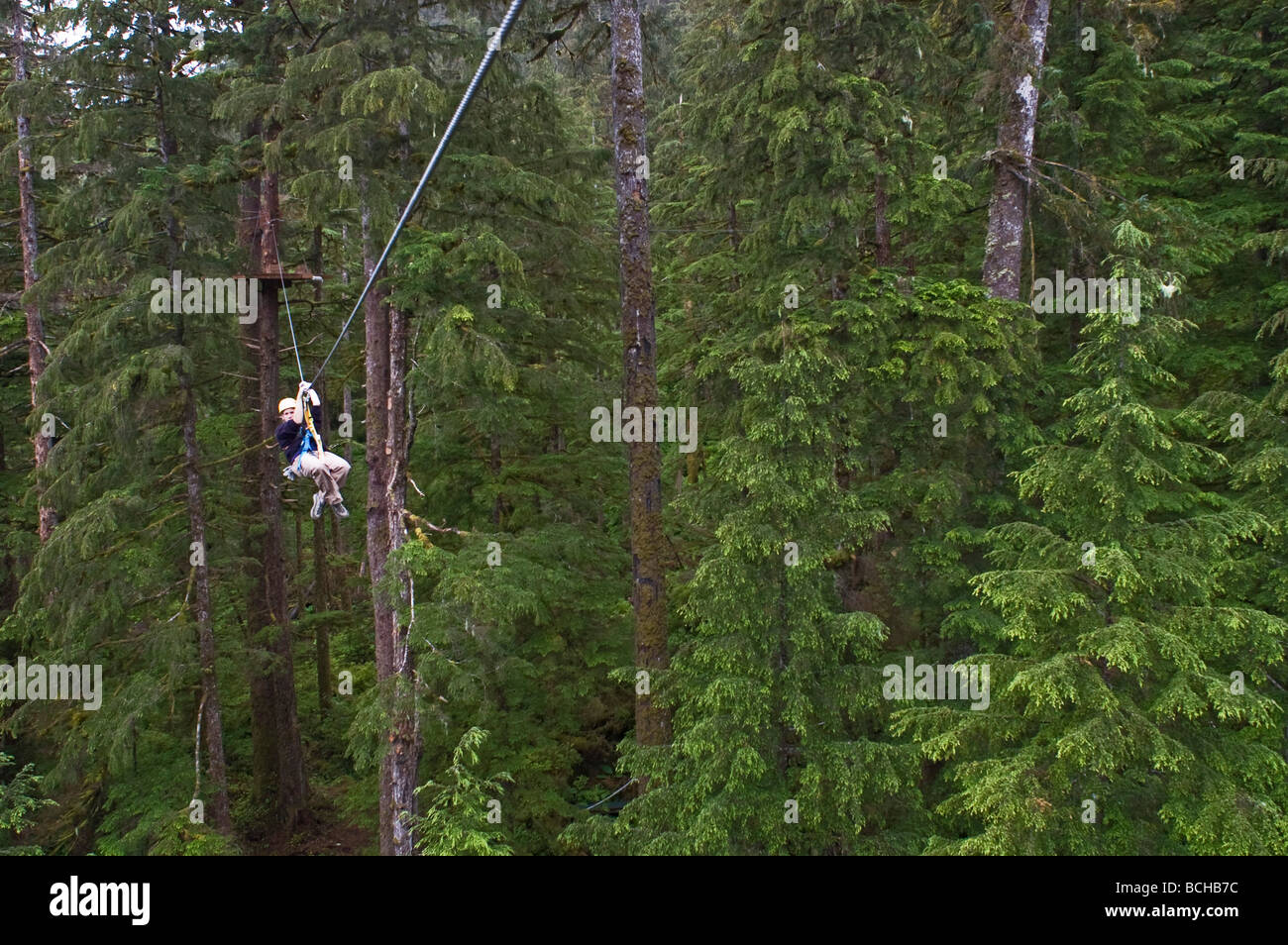 Female rides a zip line through the rainforest canopy near Ketchikan ...
