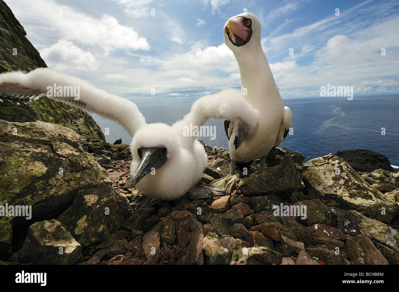 Masked Booby with Chicken Sula Dactylatra granti Malpelo Island UNESCO ...