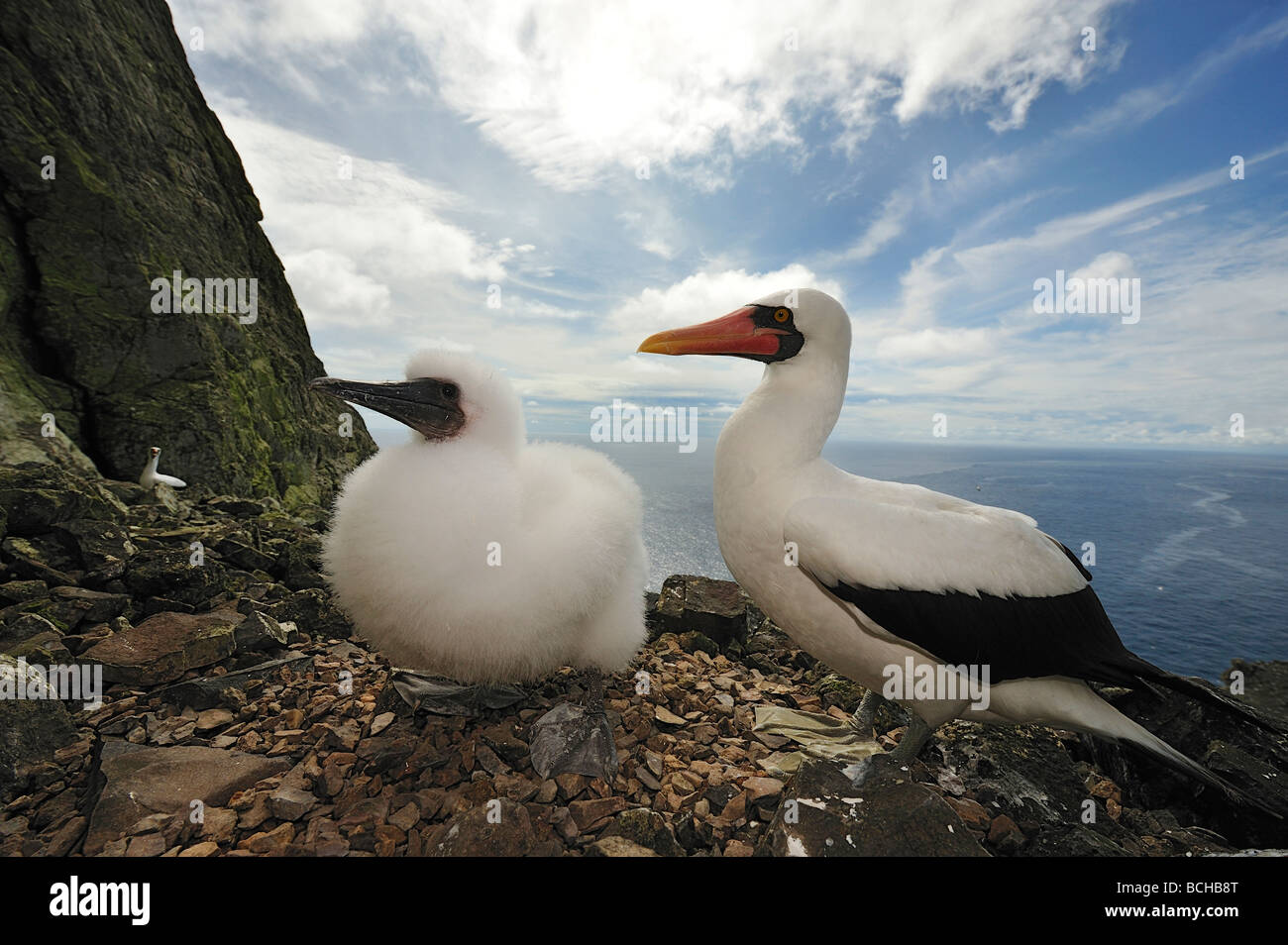 Masked Booby with Chicken Sula Dactylatra granti Malpelo Island UNESCO ...