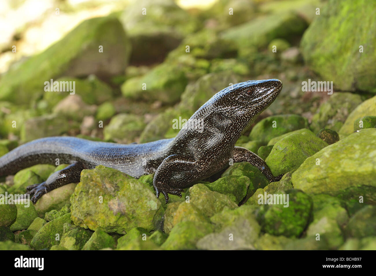 Endemic Malpelo Anguid Lizard Diploglossus millepunctatus Malpelo ...