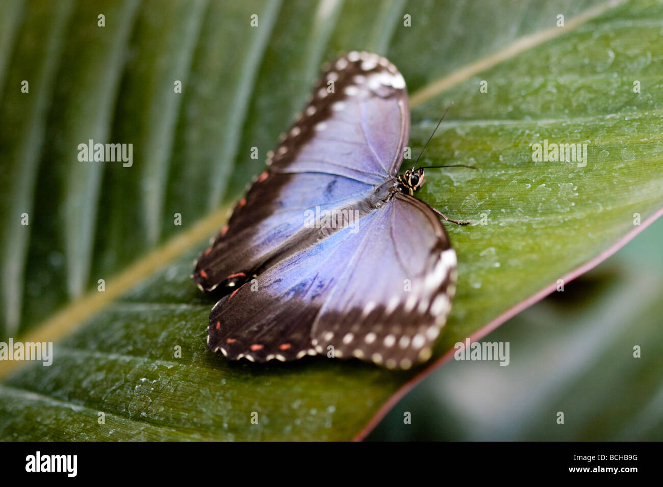 Buttefly at rest Stock Photo - Alamy