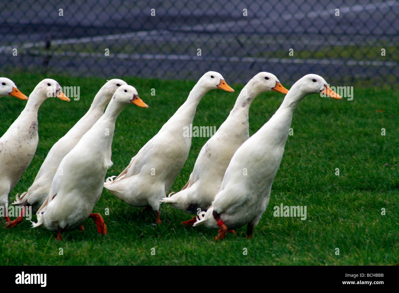 Indian runner duck hi-res stock photography and images - Alamy