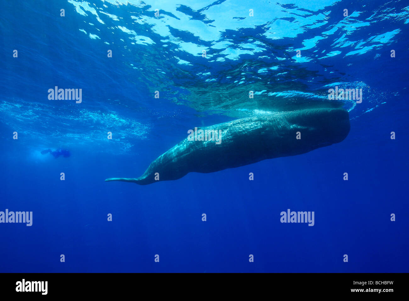Underwater sperm whales hi-res stock photography and images - Alamy