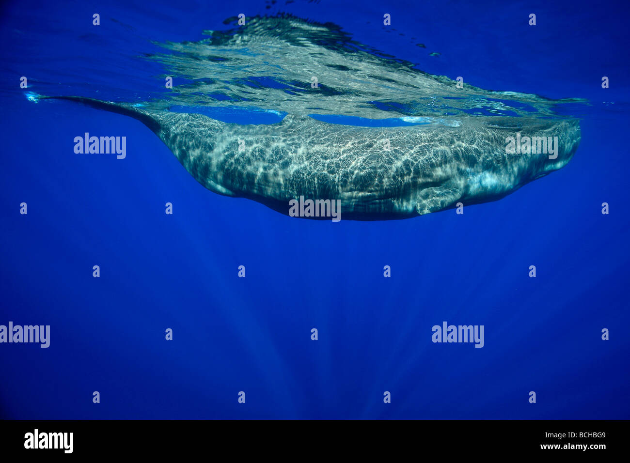 Catodon hi-res stock photography and images - Alamy