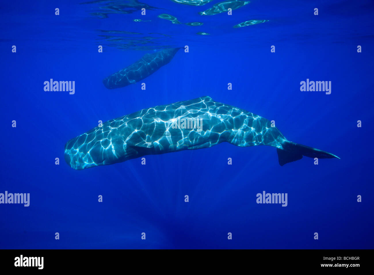 Catodon hi-res stock photography and images - Alamy