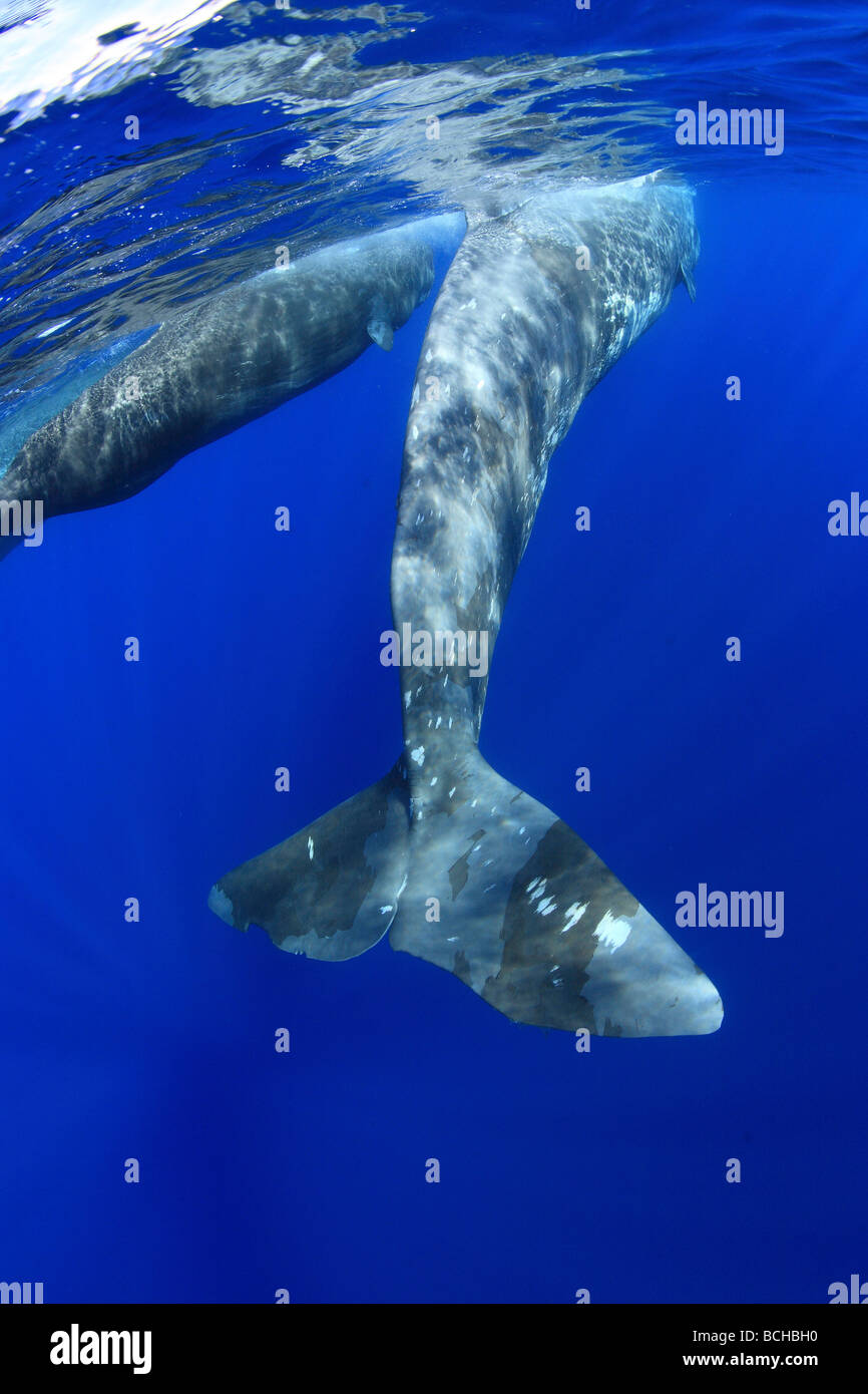 Sperm whale pod hi-res stock photography and images - Alamy