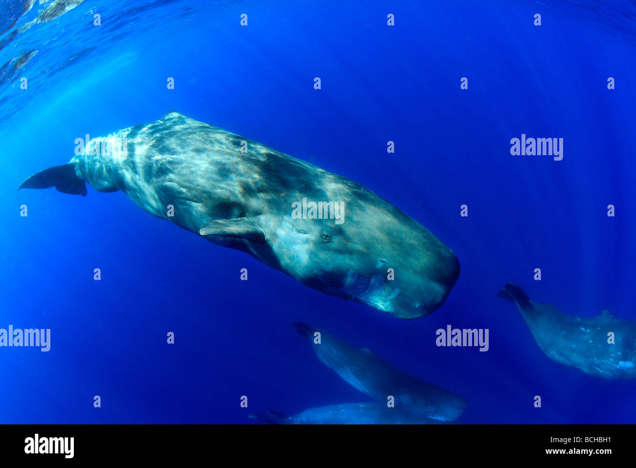 Underwater sperm whales hi-res stock photography and images - Alamy