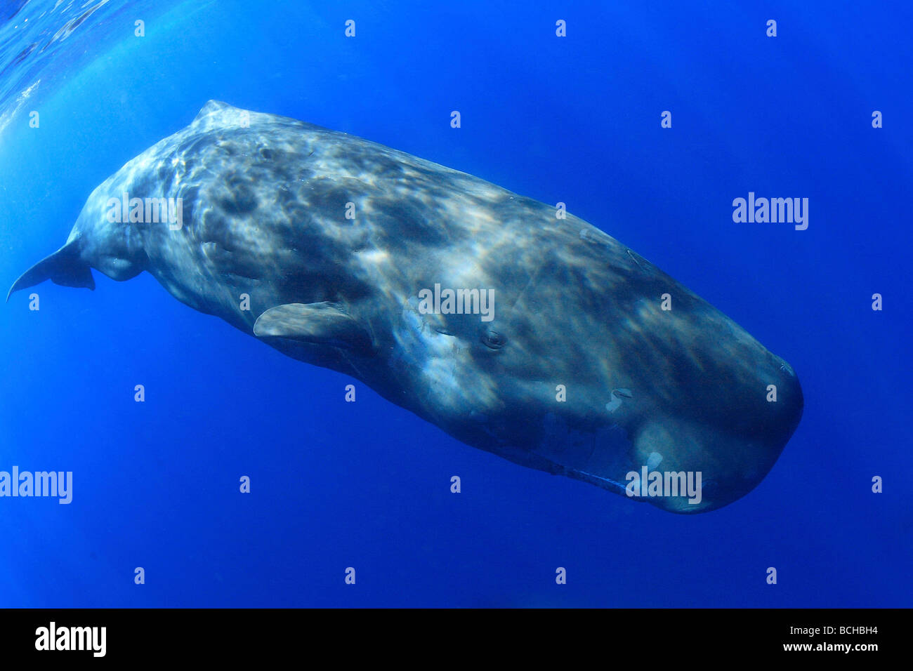 Sperm whales physeter catodon hi-res stock photography and images - Alamy