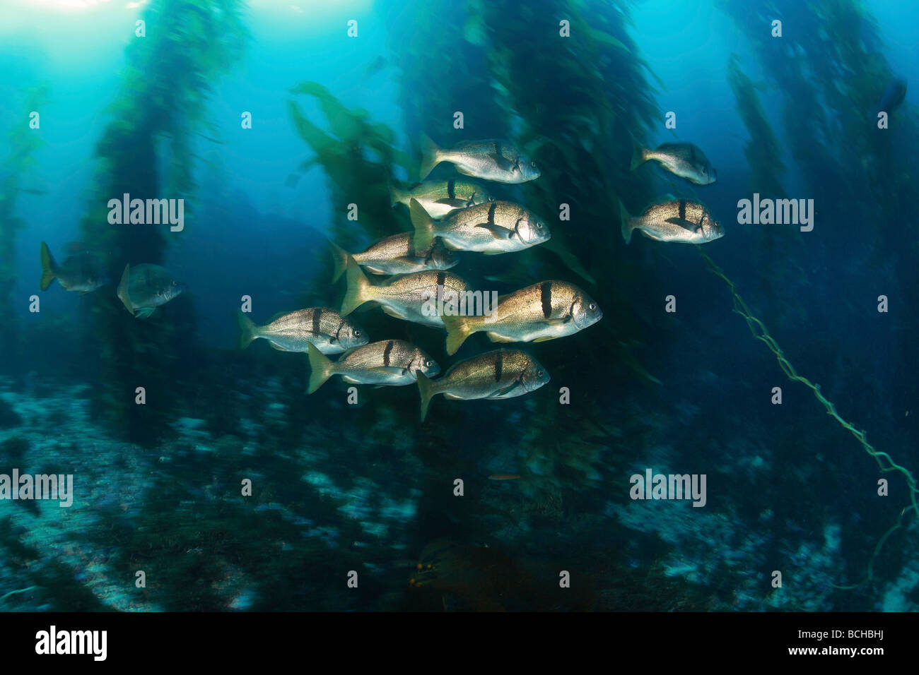 Sargo High Resolution Stock Photography and Images - Alamy