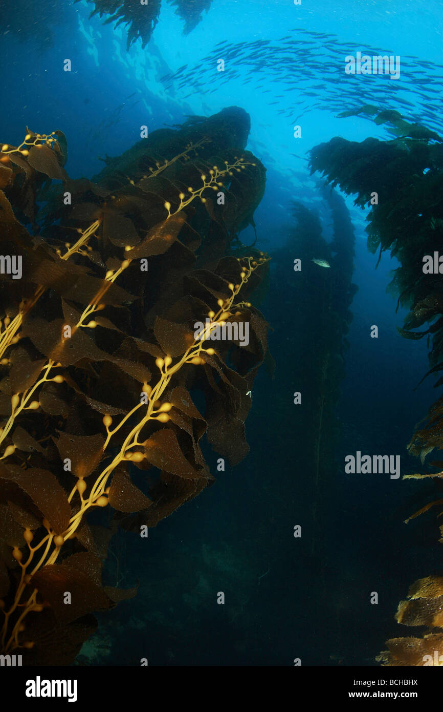 Giant kelp kelpforest macrocystis pyrifera hi-res stock photography and ...