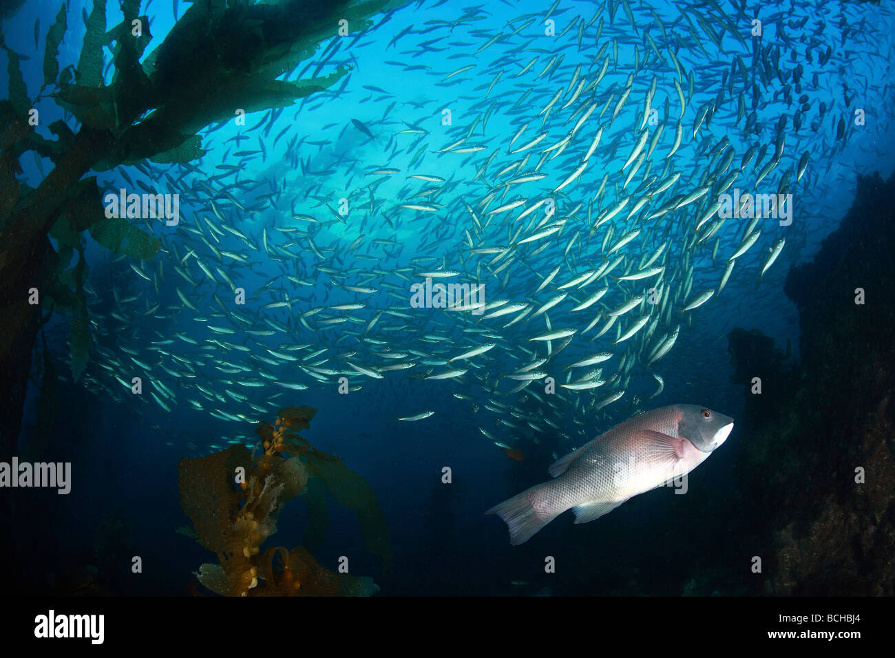 Giant kelp kelpforest macrocystis pyrifera hi-res stock photography and ...