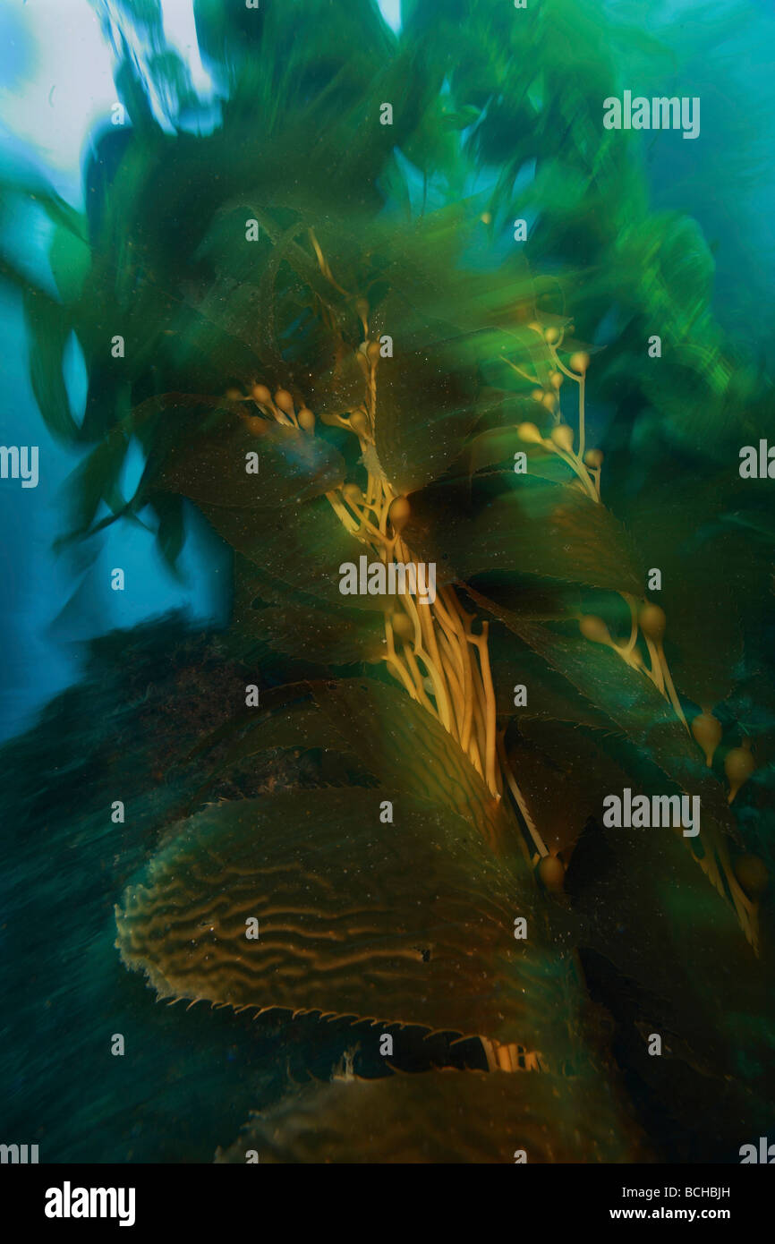 Giant kelp kelpforest macrocystis pyrifera hi-res stock photography and ...
