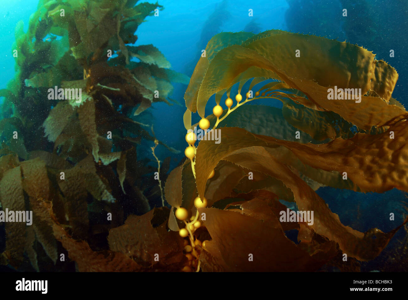Giant kelp kelpforest macrocystis pyrifera hi-res stock photography and ...