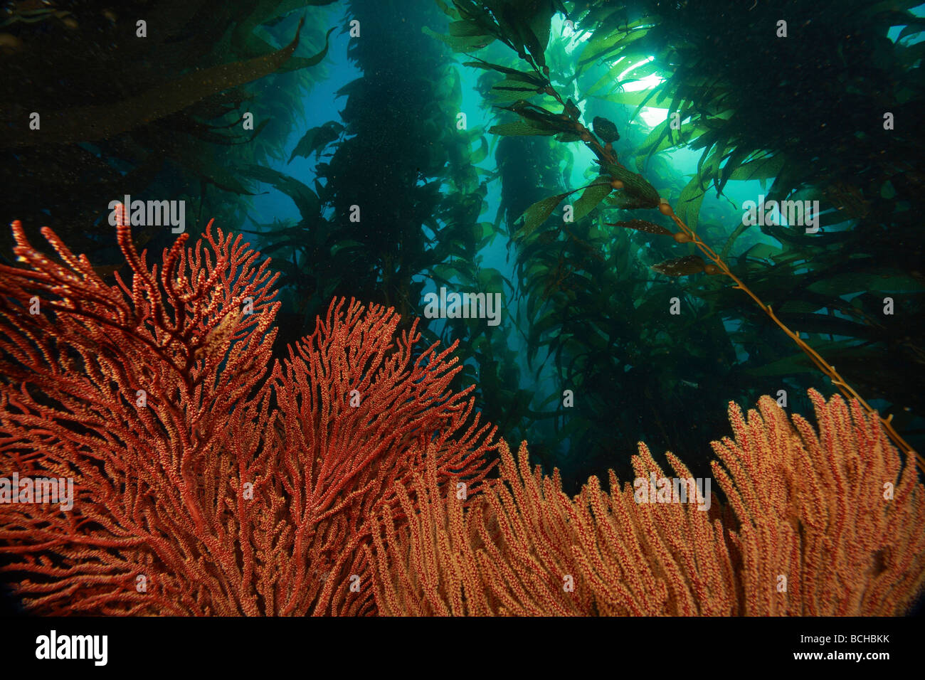 Golden brown algae hi-res stock photography and images - Alamy