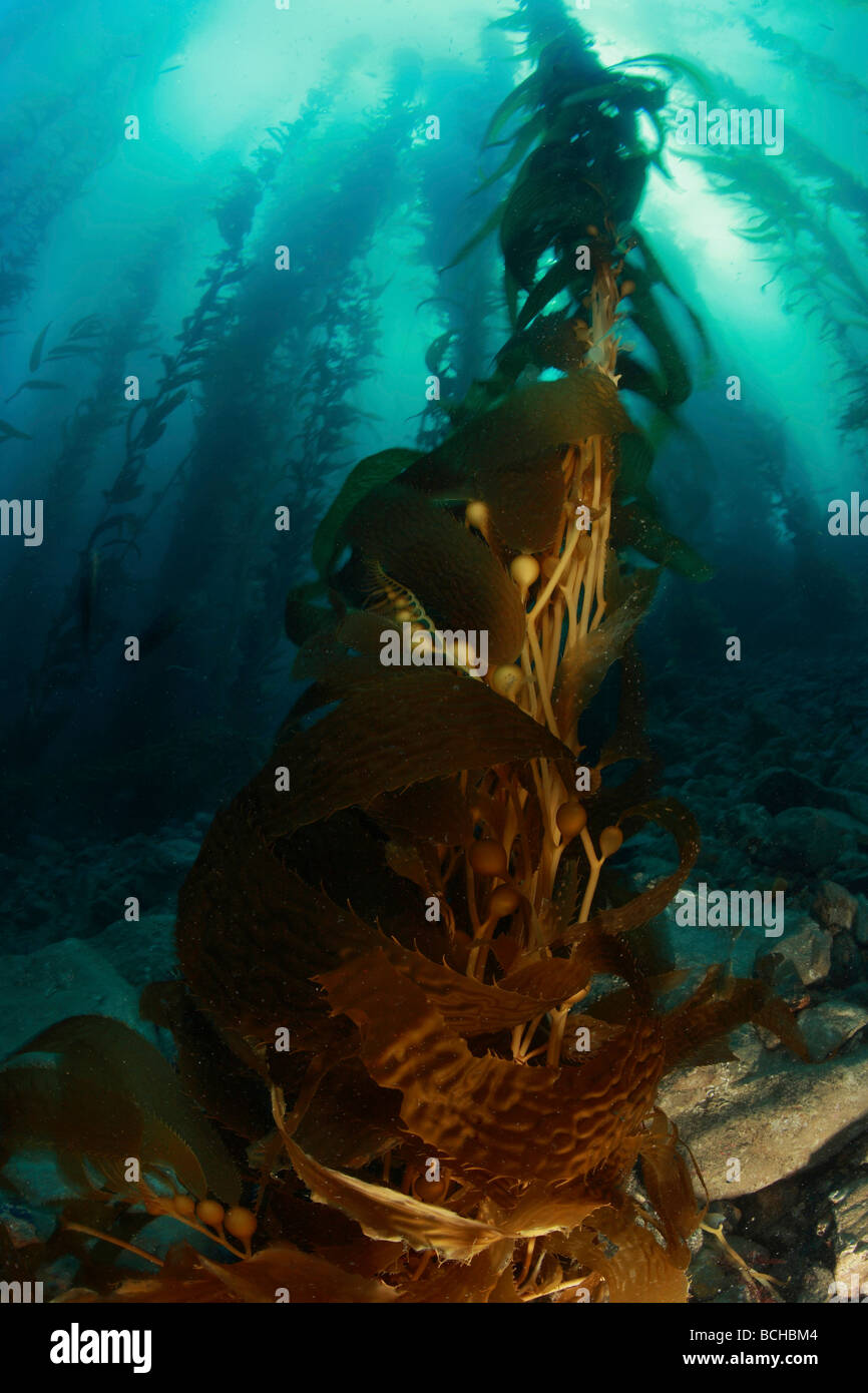Giant kelp kelpforest macrocystis pyrifera hi-res stock photography and ...