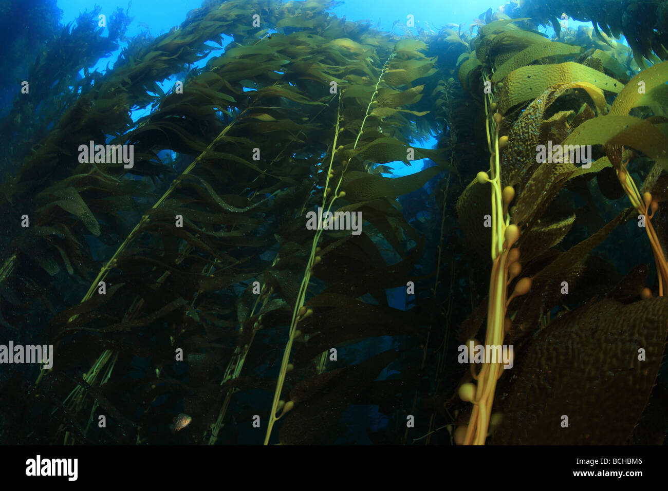 Giant kelp kelpforest macrocystis pyrifera hi-res stock photography and ...