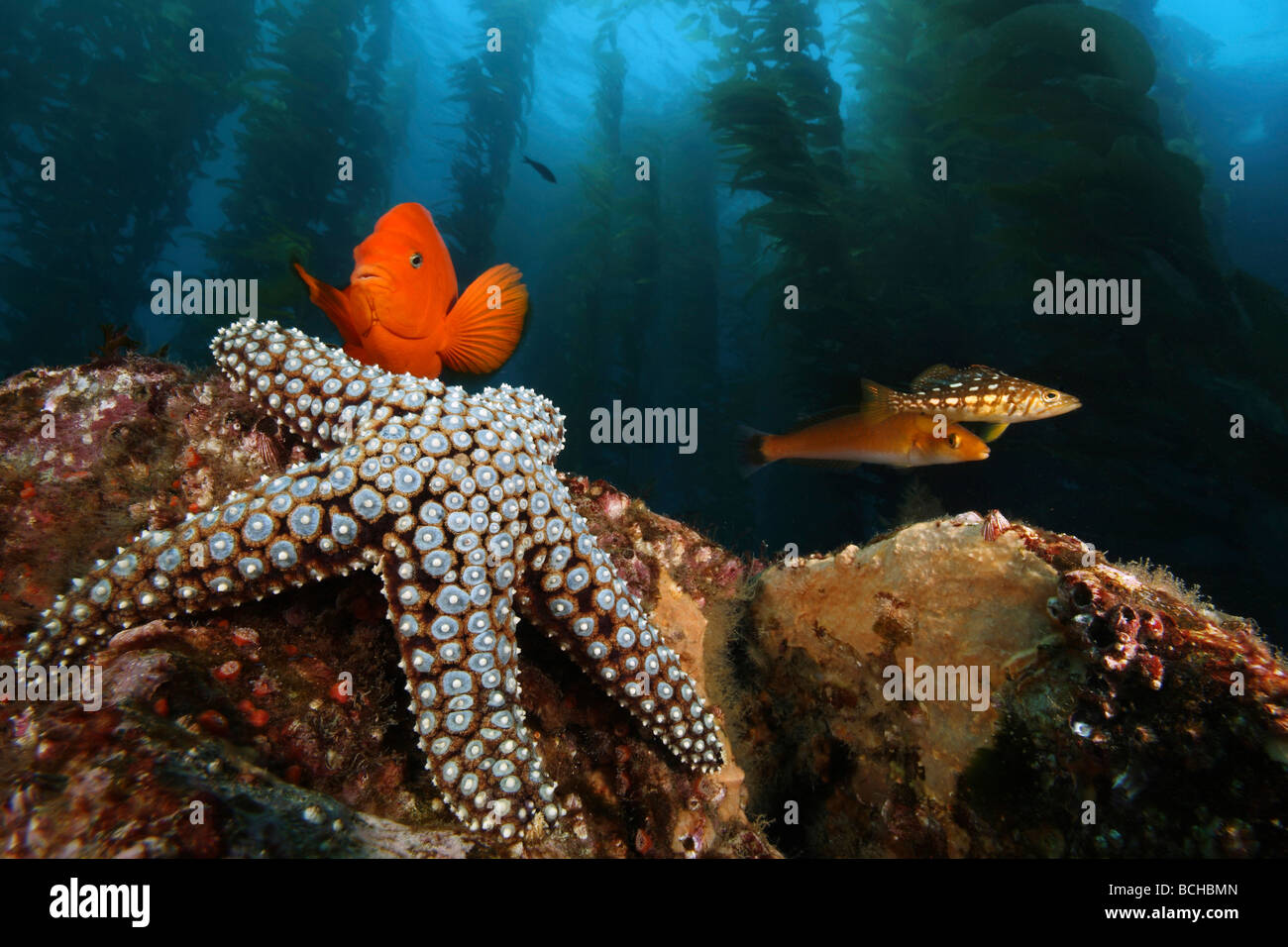 Giant starfish hi-res stock photography and images - Alamy