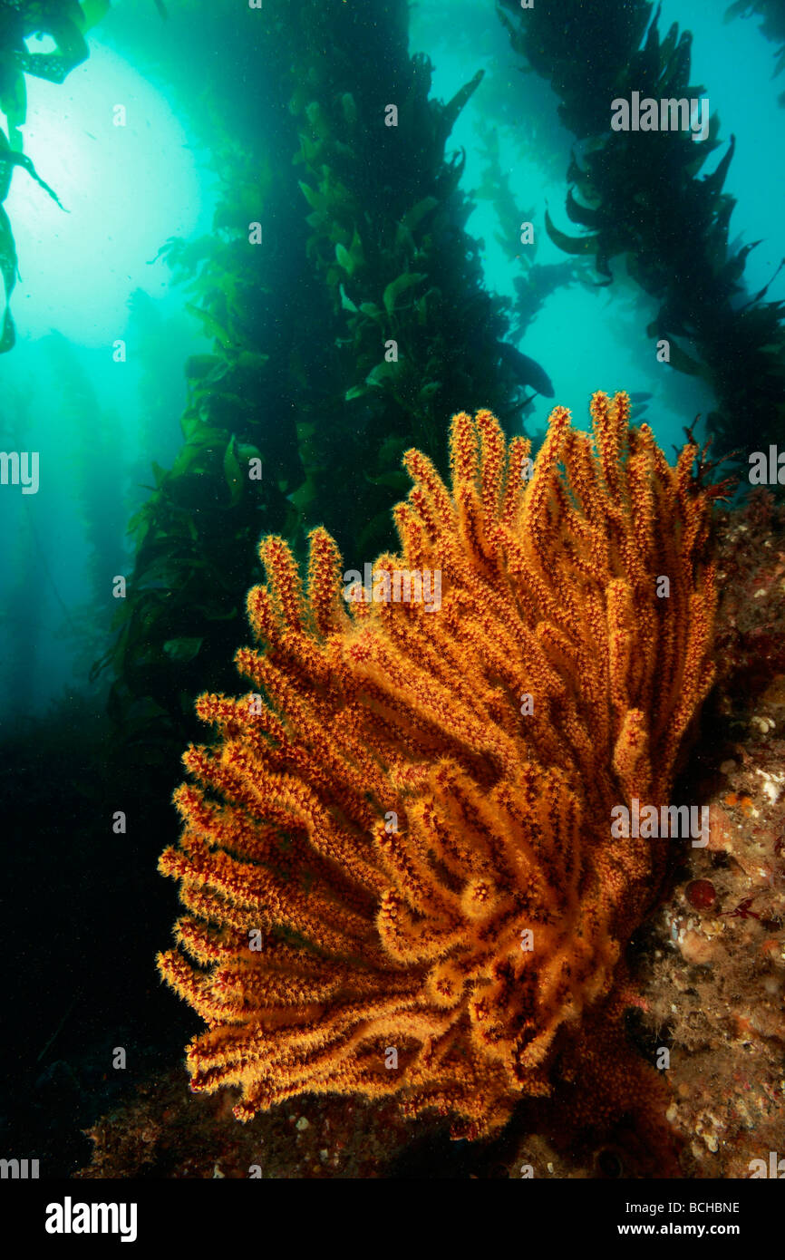Golden Brown Algae High Resolution Stock Photography and Images - Alamy