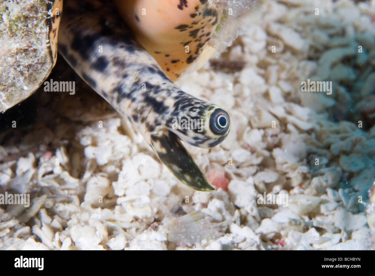 Chonch hi-res stock photography and images - Alamy