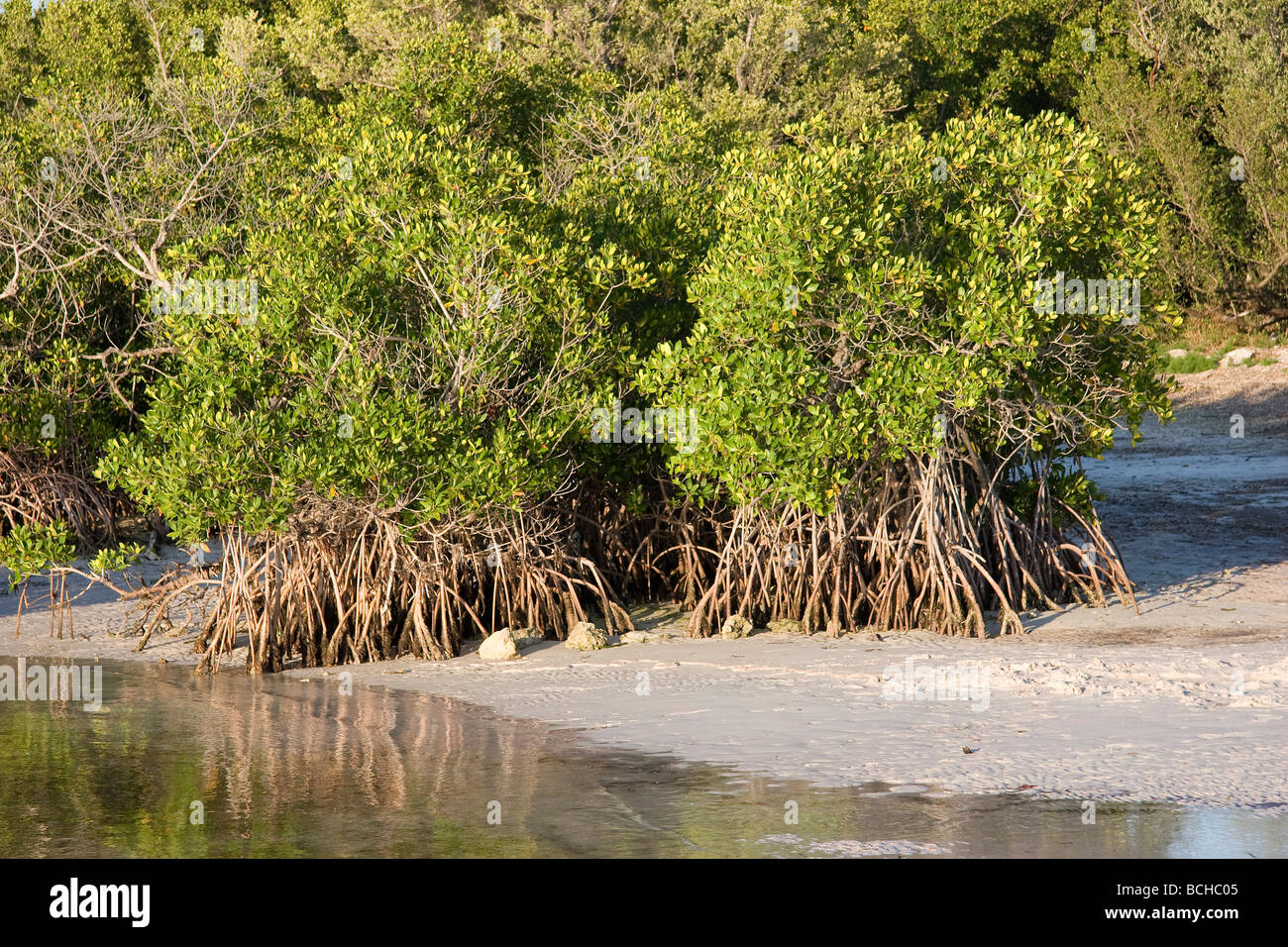 Biscayne National Park Plants