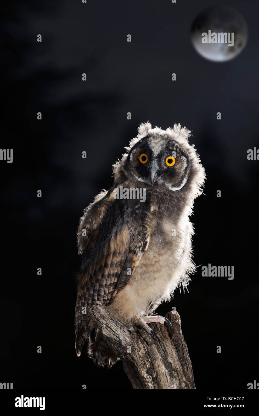 Owl hi-res stock photography and images Alamy