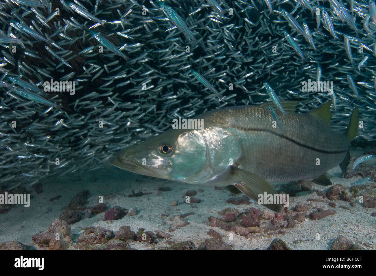 Common snook fish hi-res stock photography and images - Alamy