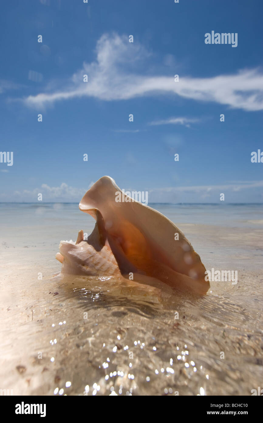 Conch shell strombus hi-res stock photography and images - Alamy