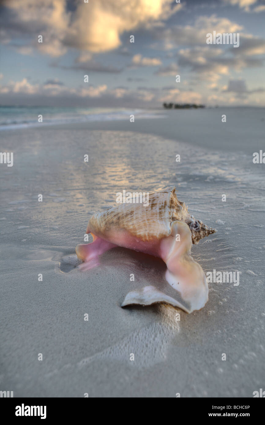 Chonch Shell on Beach Strombus gigas Providenciales Caribbean Sea ...