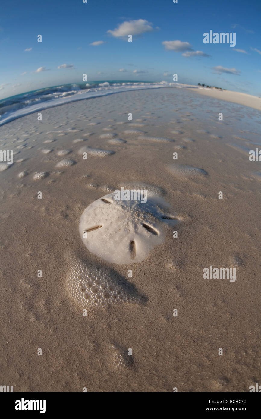 Sand Dollar on Beach Clypeasteroida Providenciales Caribbean Sea ...