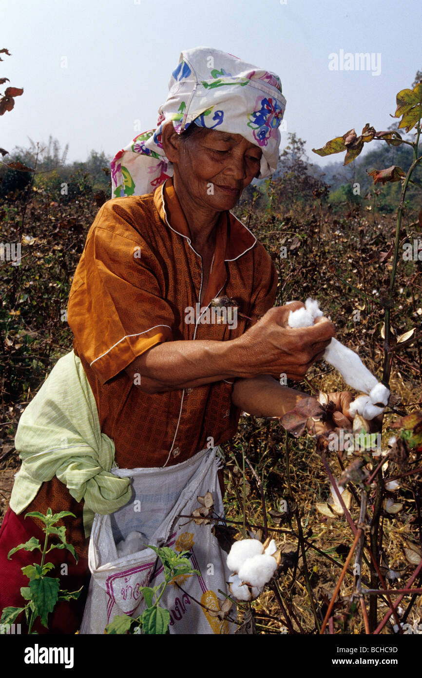 Woman collecting Cotton Thailand Stock Photo - Alamy