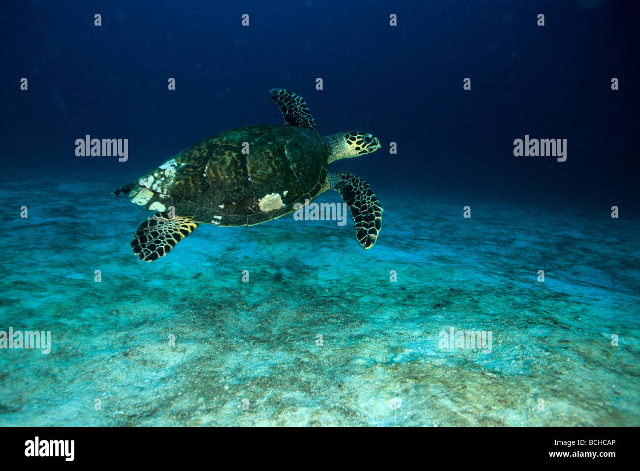 Hawksbill Turtle Eretmochelys imbricata Similan Islands Andaman Sea ...