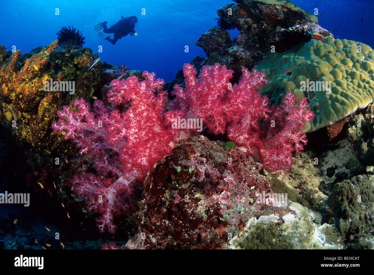 Diver at colorful Coral Reef Similan Islands Andaman Sea Thailand Stock ...