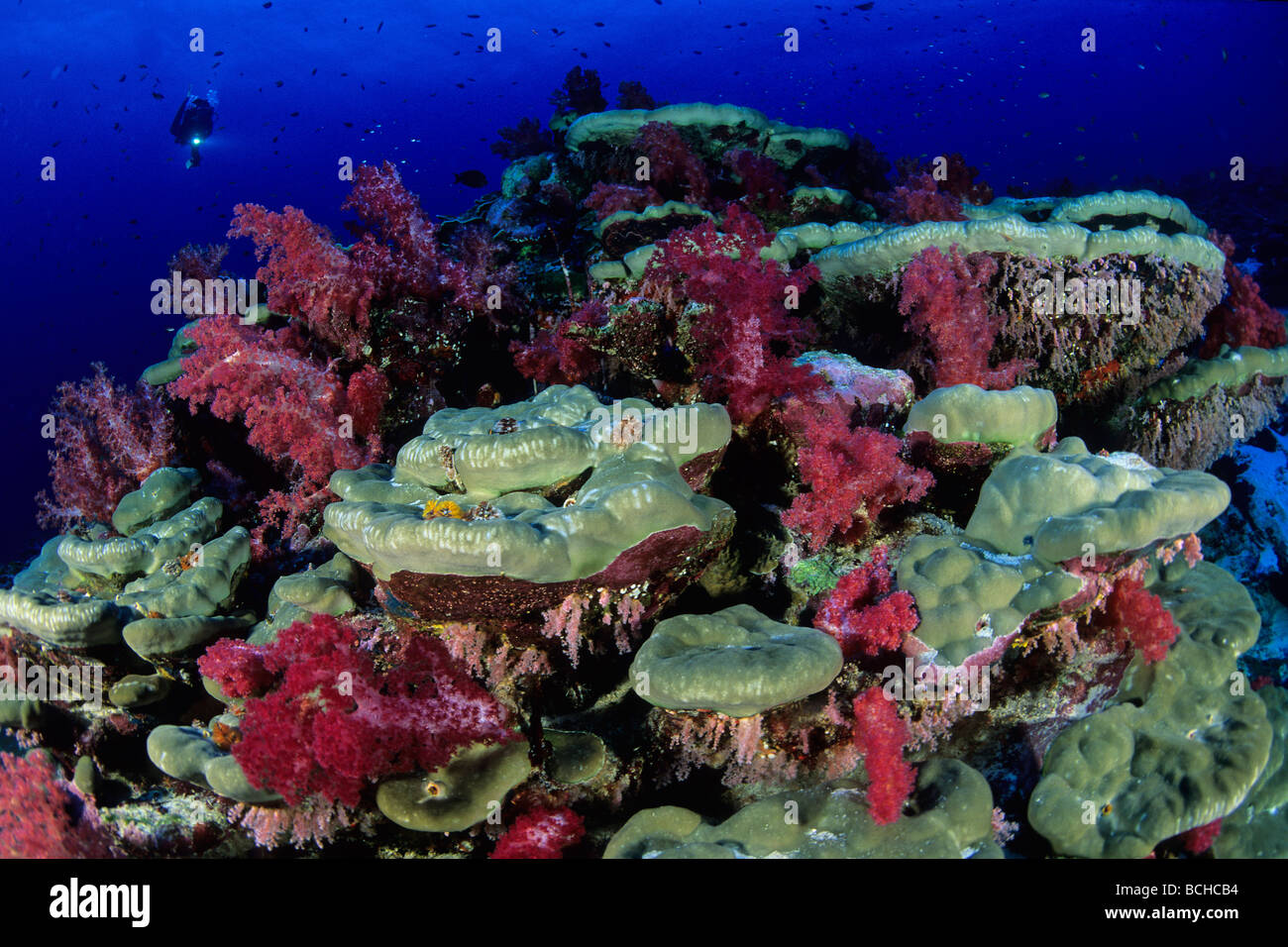 Coral reef andaman islands hi-res stock photography and images - Alamy