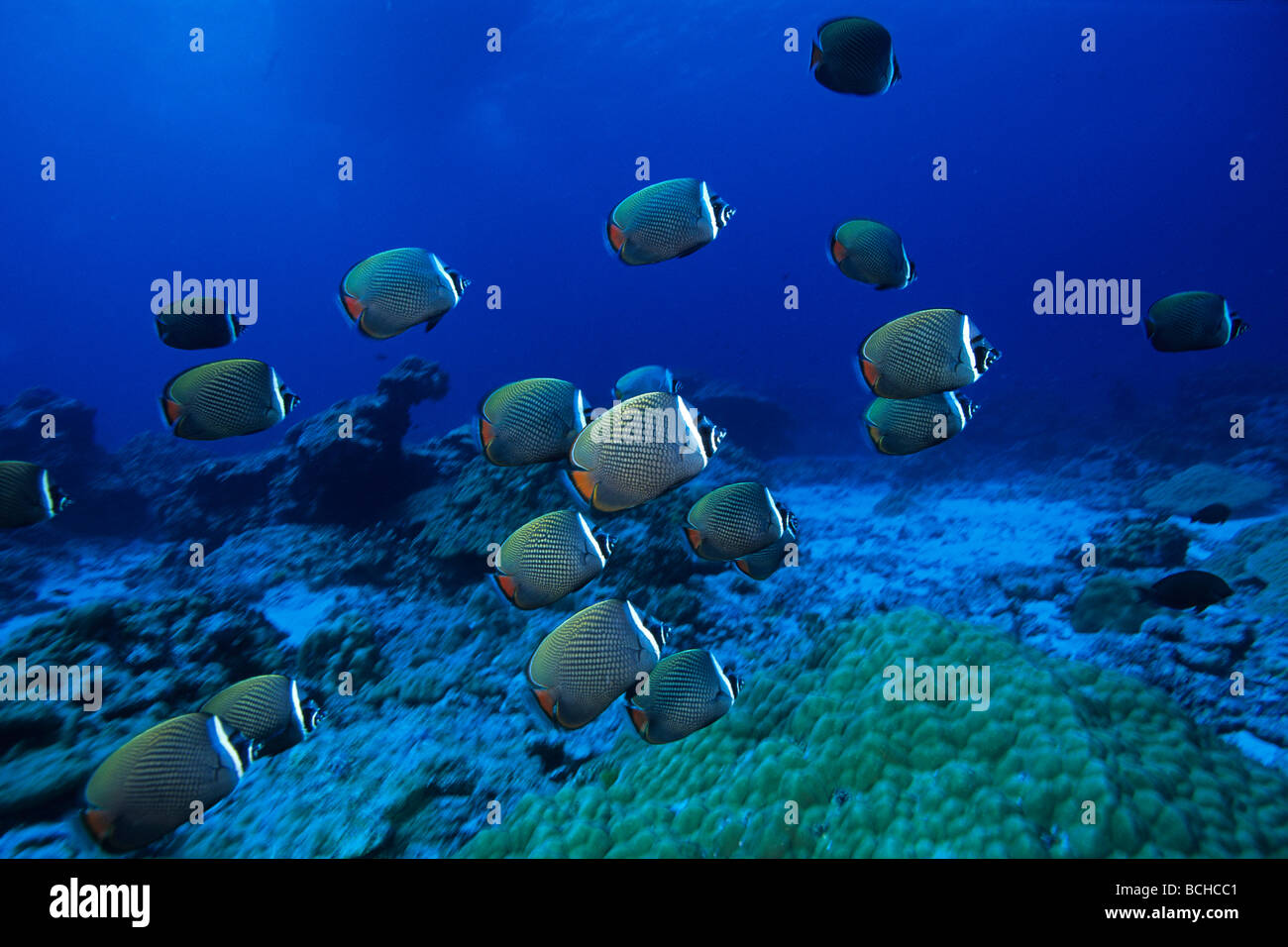 Redtail Butteflyfish over Reef Chaetodon collare Similan Islands ...