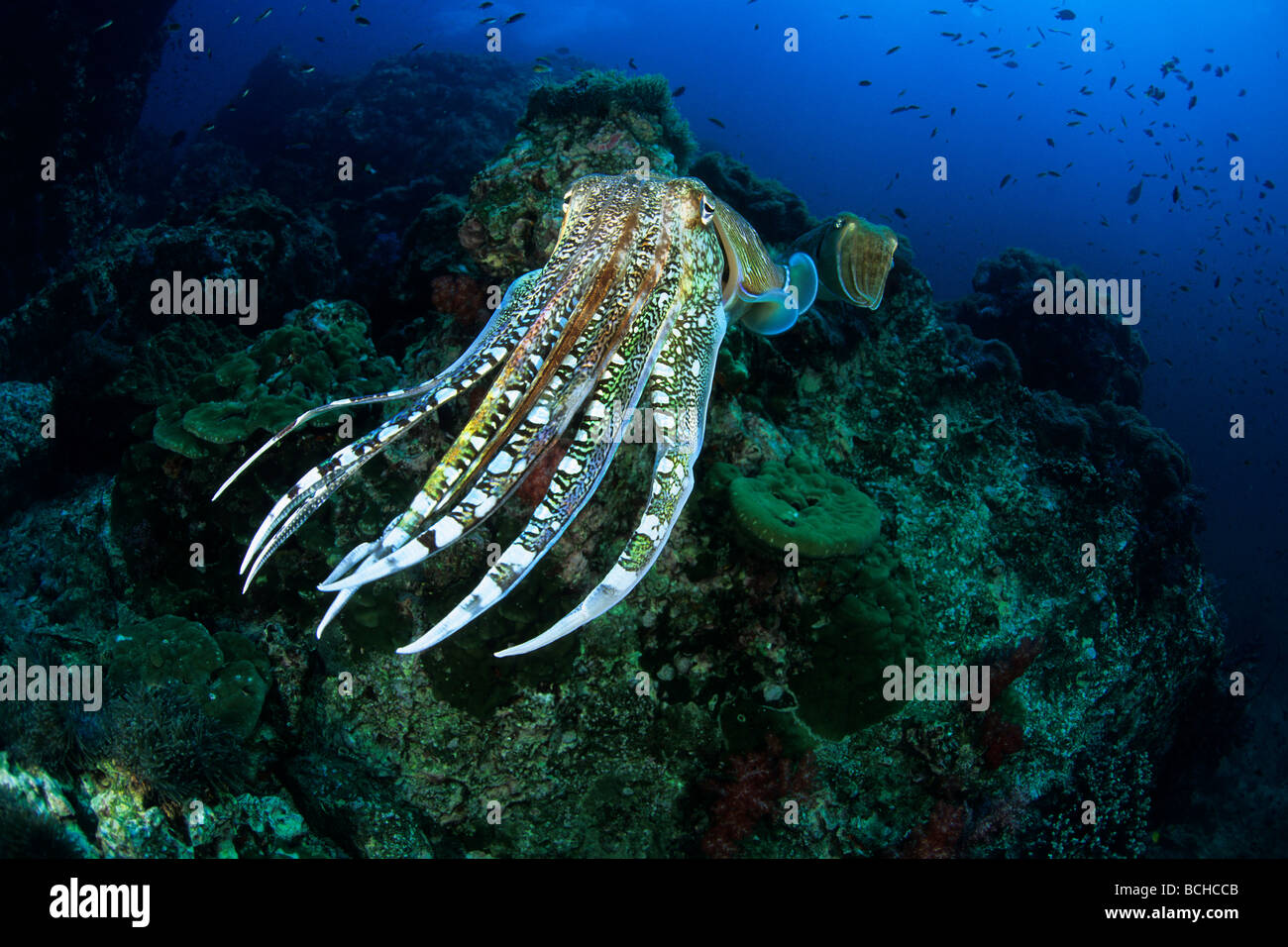 Pharao Cuttlefish Sepia pharaonis Richelieu Rock Similan Islands ...