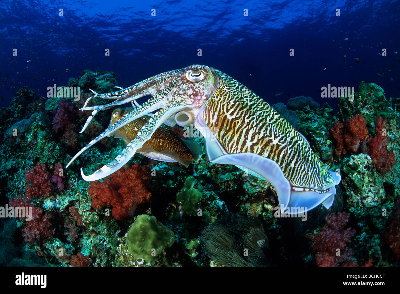 Pharao cuttlefish hi-res stock photography and images - Alamy