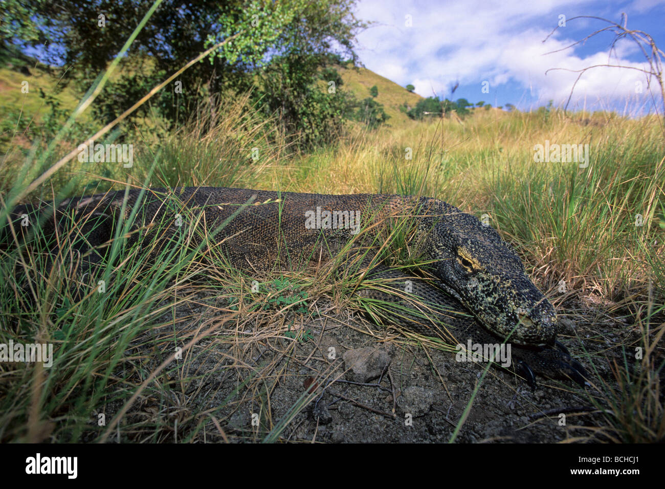 Venomous Komodo Dragon largest existing lizard vulnerable IUCN Varanus ...