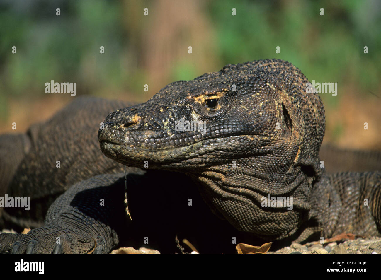 Venomous Komodo Dragon largest existing lizard vulnerable IUCN Varanus ...
