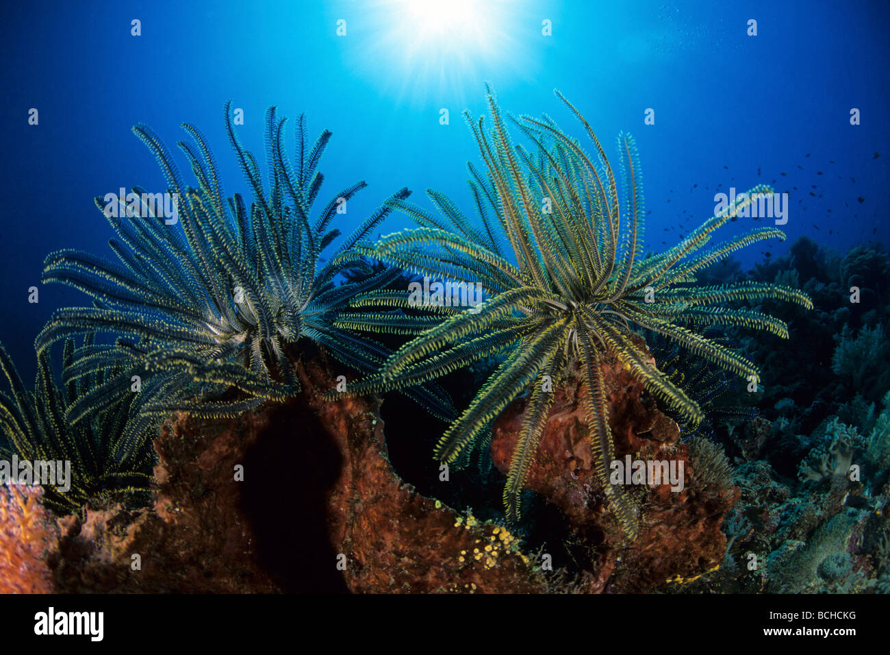 Feather Stars on Coral Reef Komodo National Park Lesser Sunda Islands ...