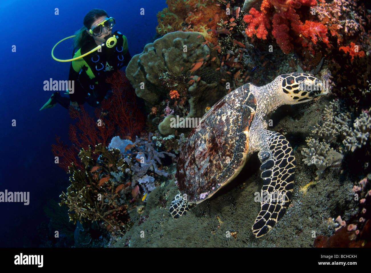Scuba Diver and Hawksbill Turtle Eretmochelys imbricata Komodo National ...
