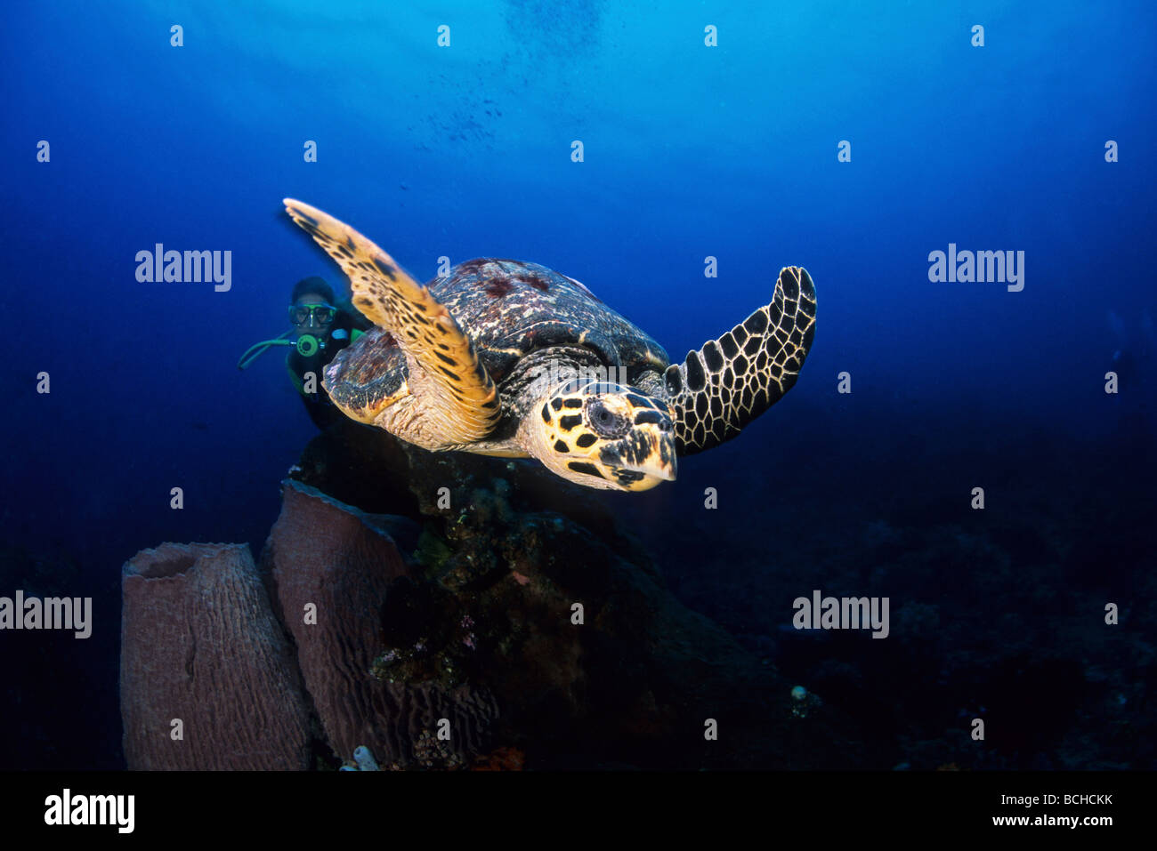 Scuba Diver and Hawksbill Turtle Eretmochelys imbricata Komodo National ...