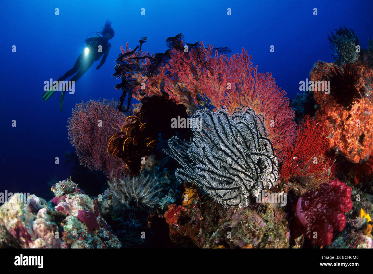 Scuba Diver on Reef with Crinoids and Corals Komodo National Park ...