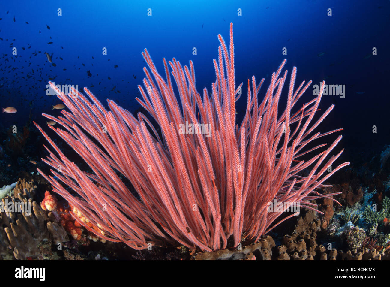 Gorgonian whips hi-res stock photography and images - Alamy